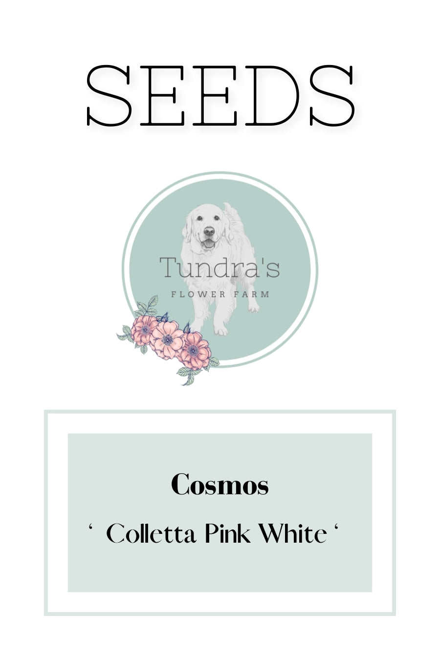 Cosmos Seeds - Colletta Pink White – Tundra's Flower Farm