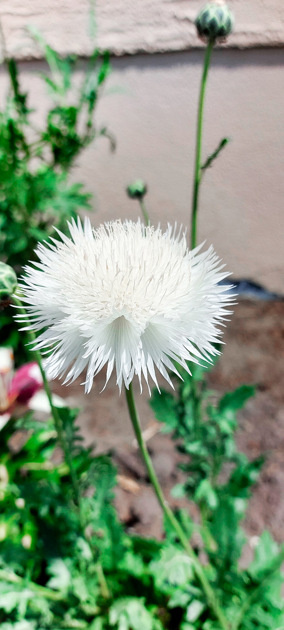 Centaurea Moscata Seeds - Sweet Sultan Seeds- Imperial White Bride ...