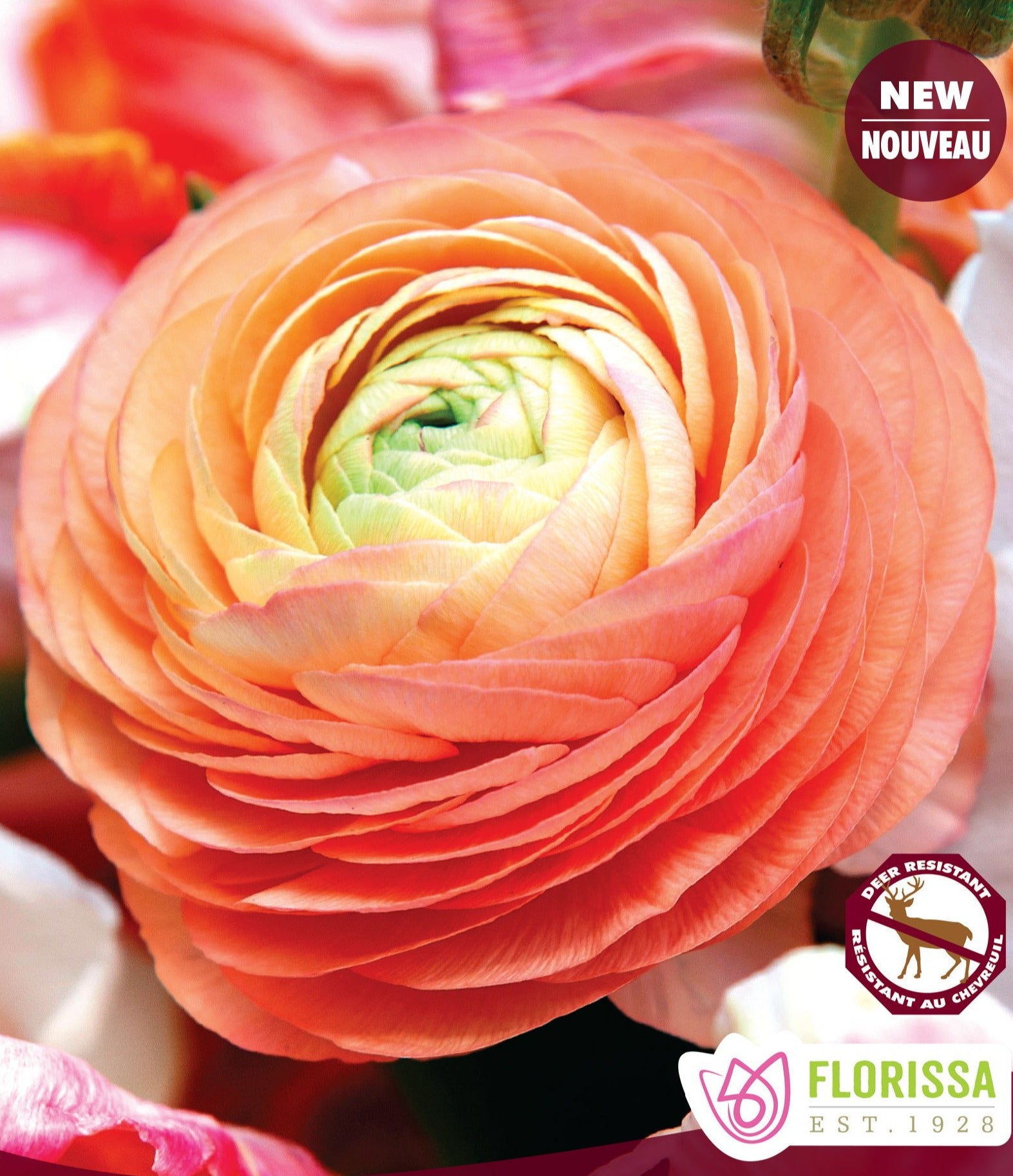 Ranunculus Amandine Salmon Corms – Tundra's Flower Farm